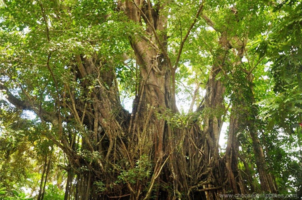 Siquijor’s Mysterious Balete Tree - Dustin and Belle